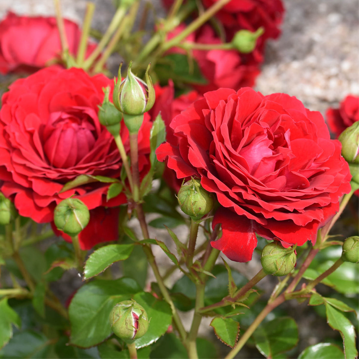 Hur planterar man rosor? — Åkersberga Växtförsäljning