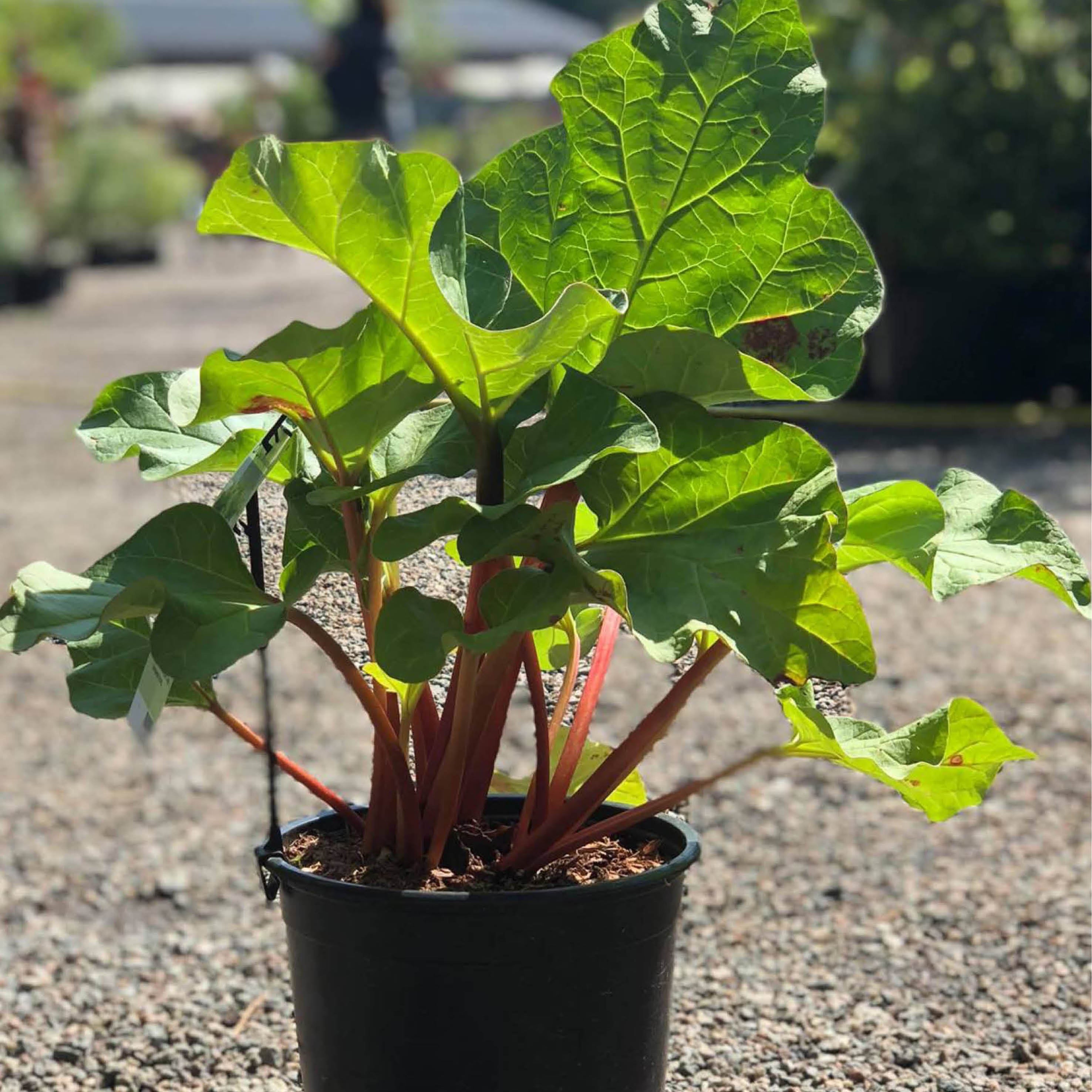 Hur planterar man rabarber? — Åkersberga Växtförsäljning