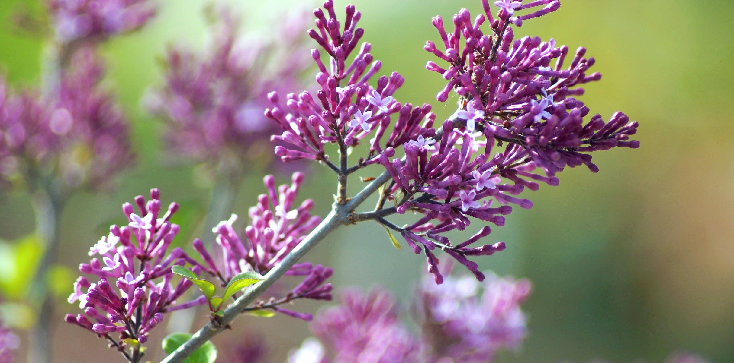 Hur planterar man syrener? — Åkersberga Växtförsäljning