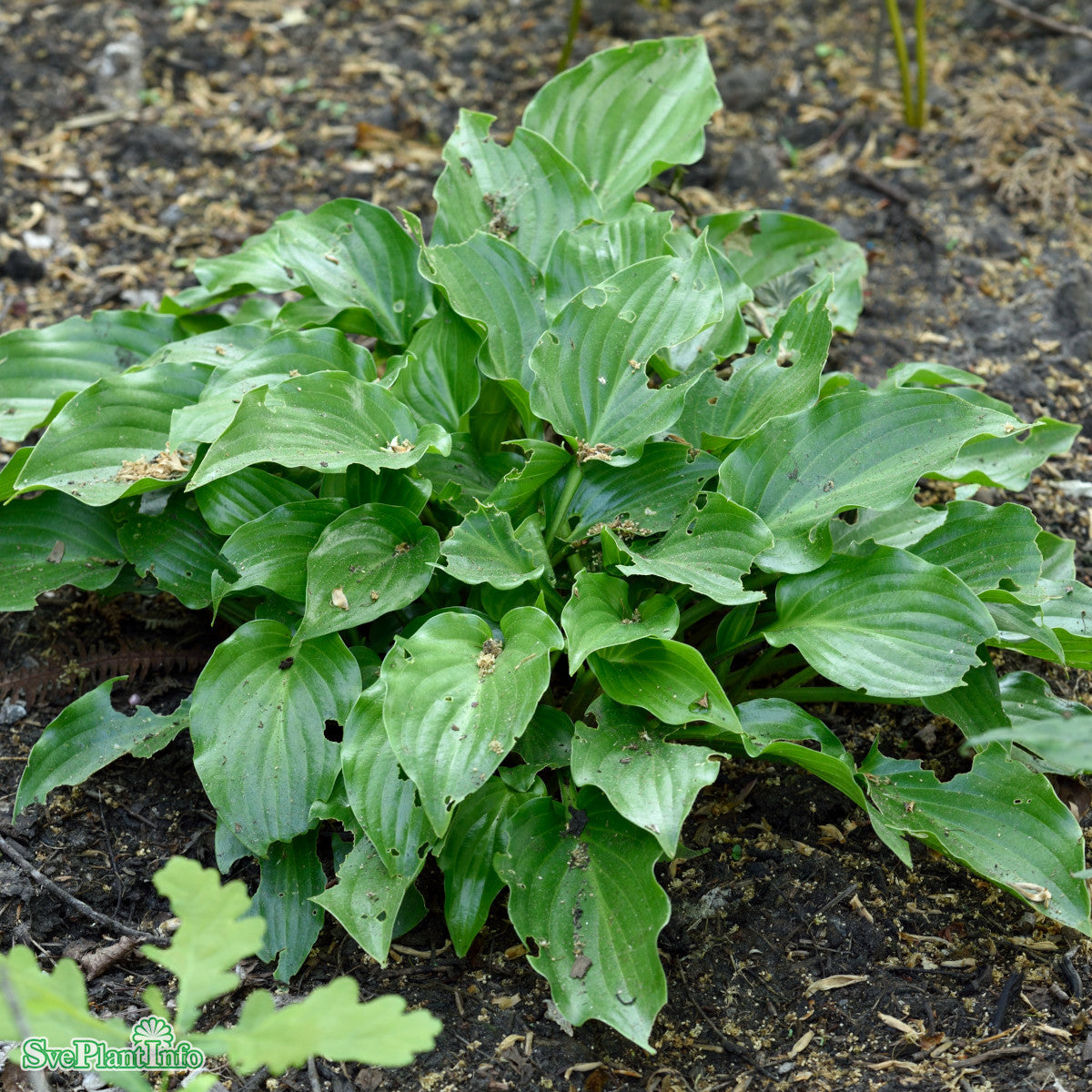 Hosta 'Invincible' A-kval — Åkersberga Växtförsäljning