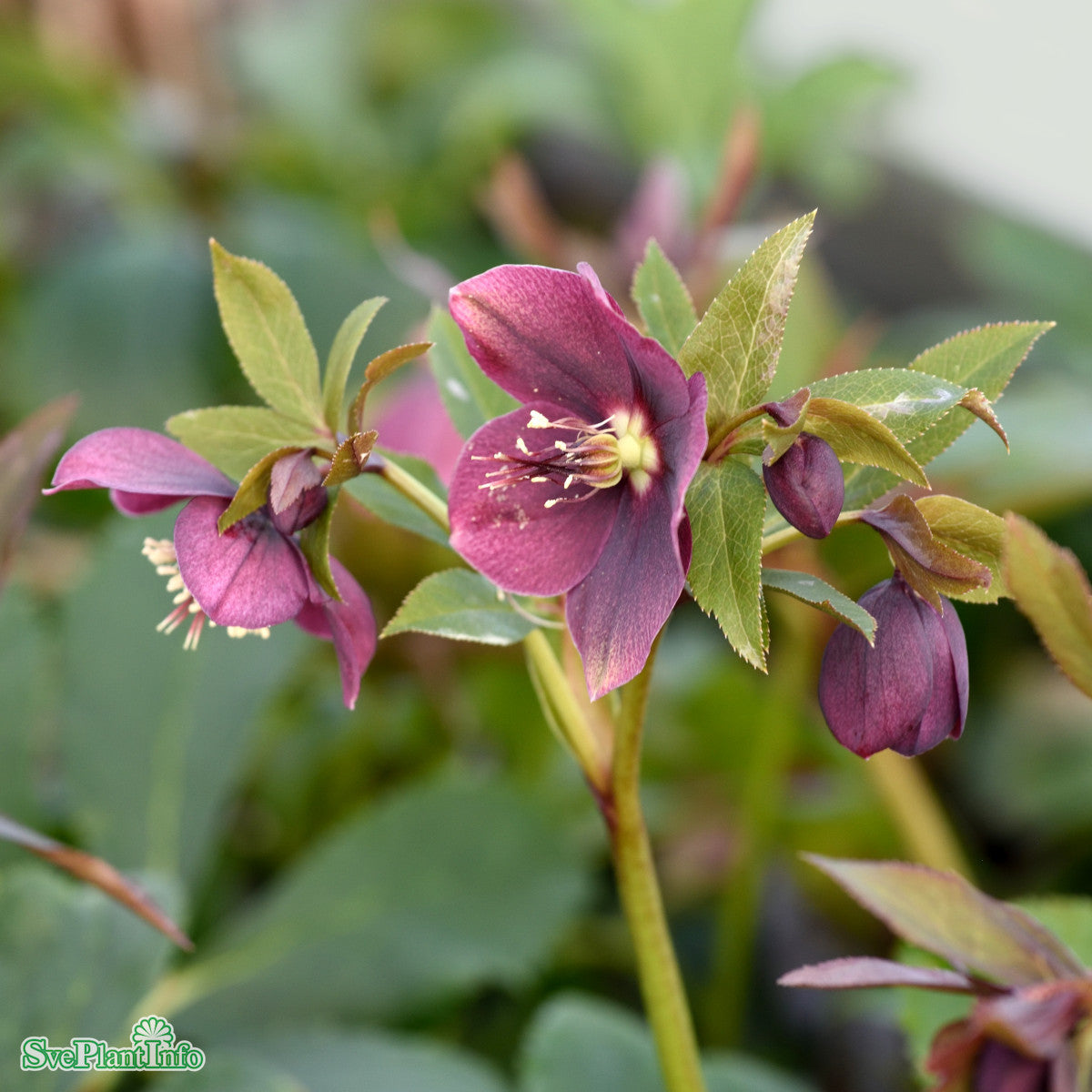 Helleborus orientalis 'Red Lady' A-kval — Åkersberga Växtförsäljning